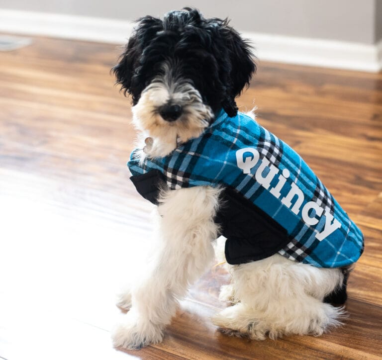 Fashionable Pet Wear - Dog Jacket and Custom Dog Shirt - A Mom's ...